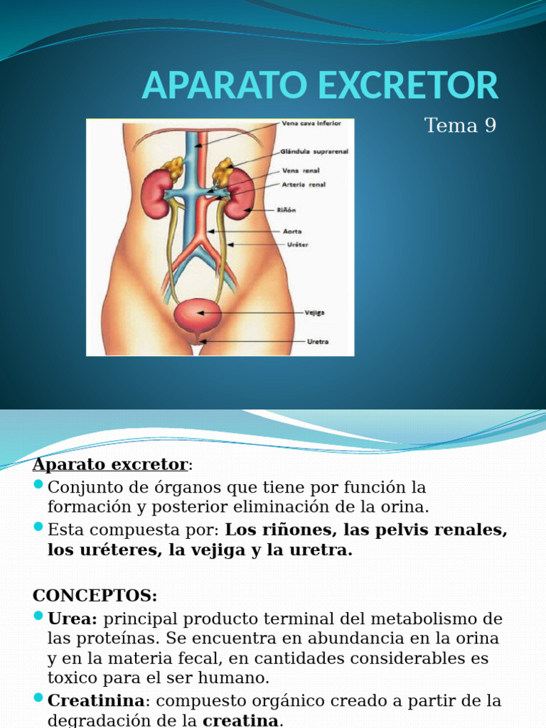 Aparato Excretor | PDF