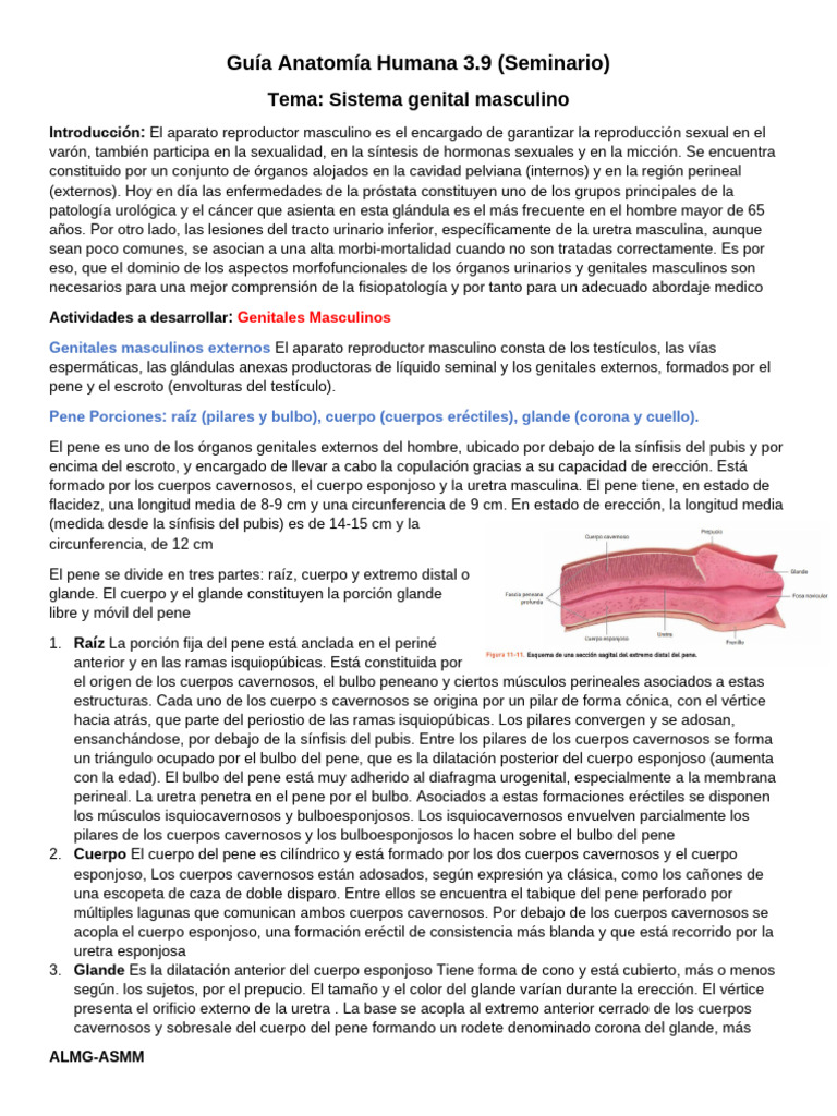 Guía Anatomía Humana 3.9 | PDF | Testículo | Ciencias sociales