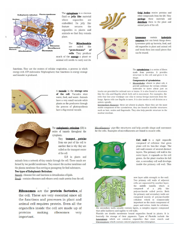 Cell - Basic Structure and Function | PDF