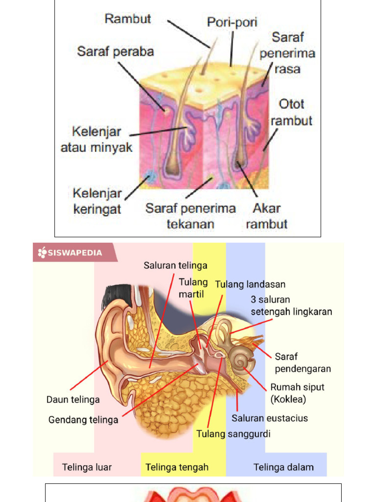 Gambar Panca Indra | PDF