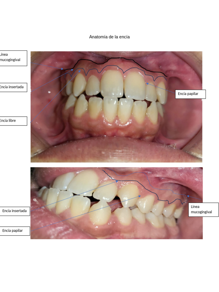 Anatomia de La Encia | PDF | Artes del lenguaje y disciplina | Estudios ...