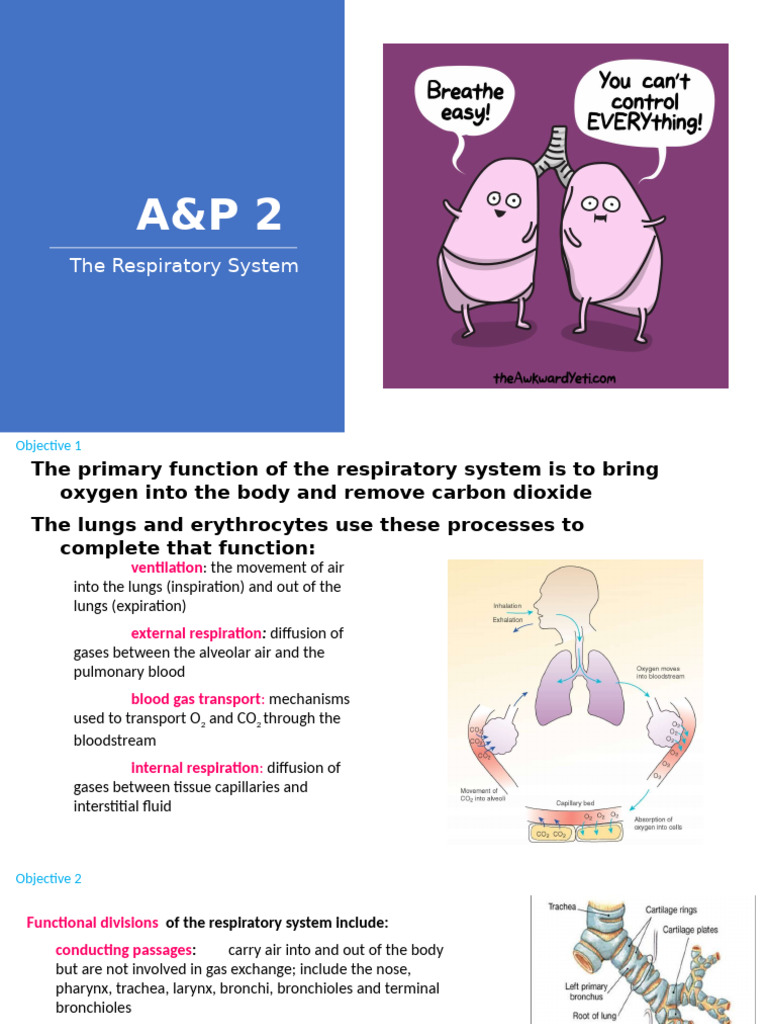 A&P 2 Respiratory System | PDF