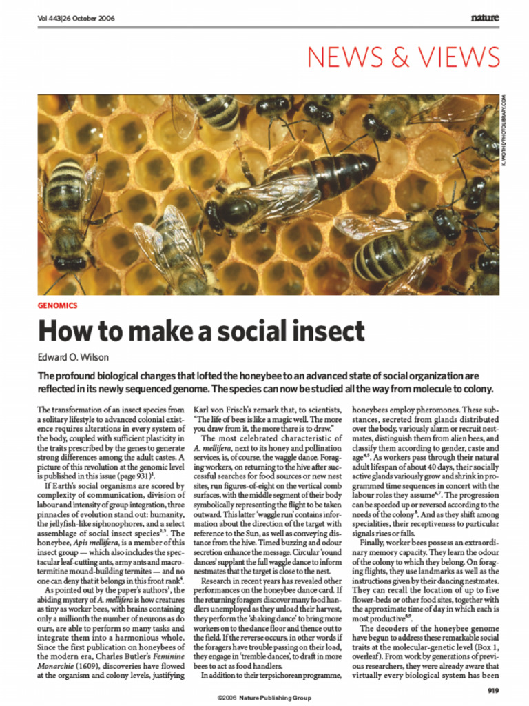 How To Make A Social Insect | PDF