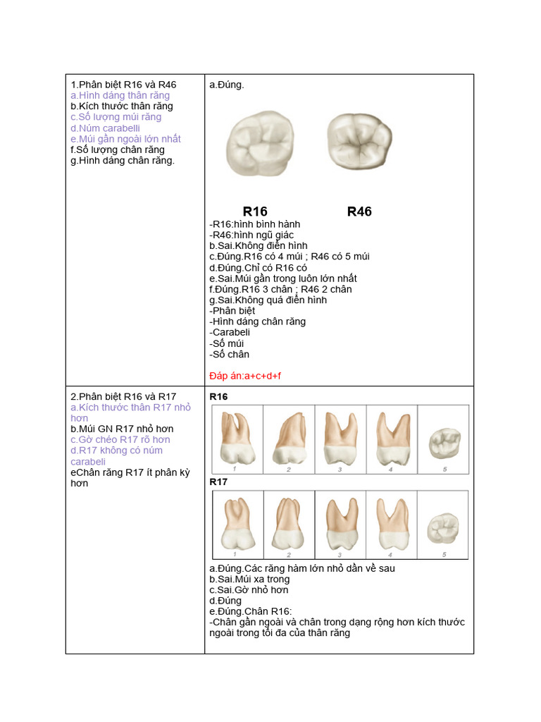 Irat TBL 1-Giải phẫu ngoài răng vĩnh viễn | PDF