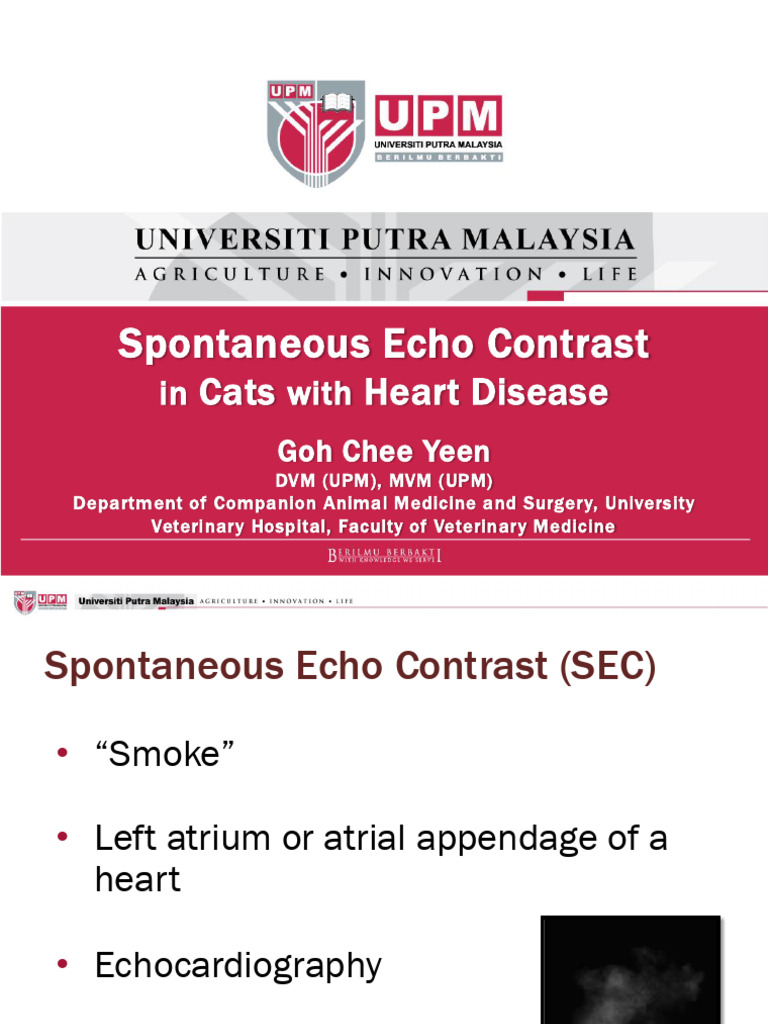 Feline Heart Disease: SEC & FATE | PDF | Heart Failure | Atrium (Heart)