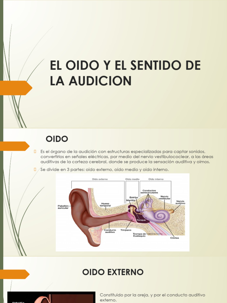 El Oido y El Sentido de La Audicion.pptx | PDF