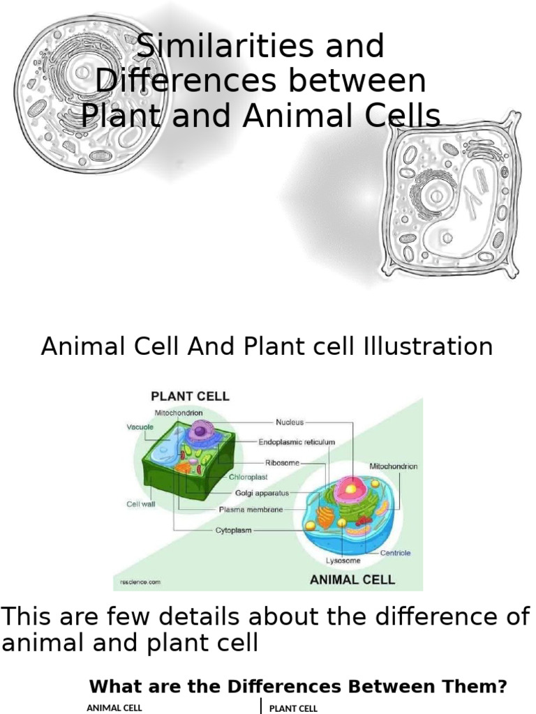 Similarities and Difference of Plant and Animal Cell | PDF