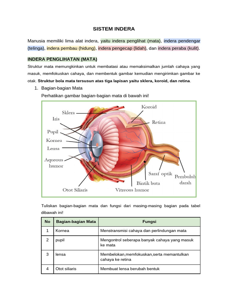 Novalino Arya Destama - Sistem Indera (Penglihatan Dan Pendengaran) | PDF