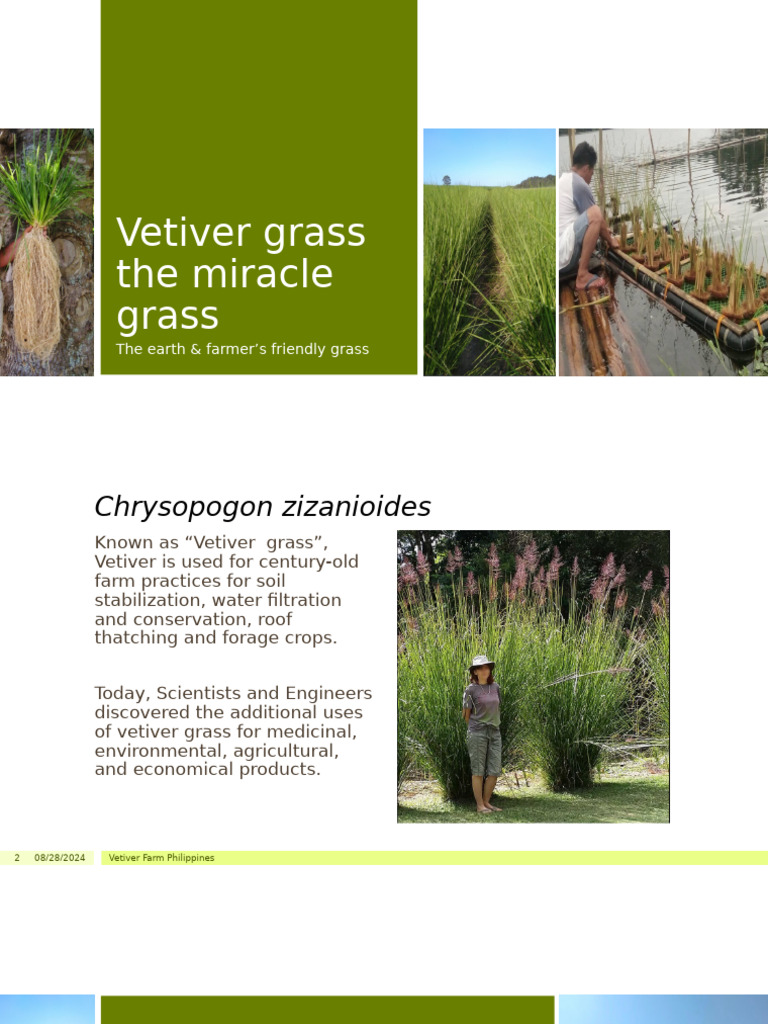 Vetiver Grass The Miracle Grass | PDF