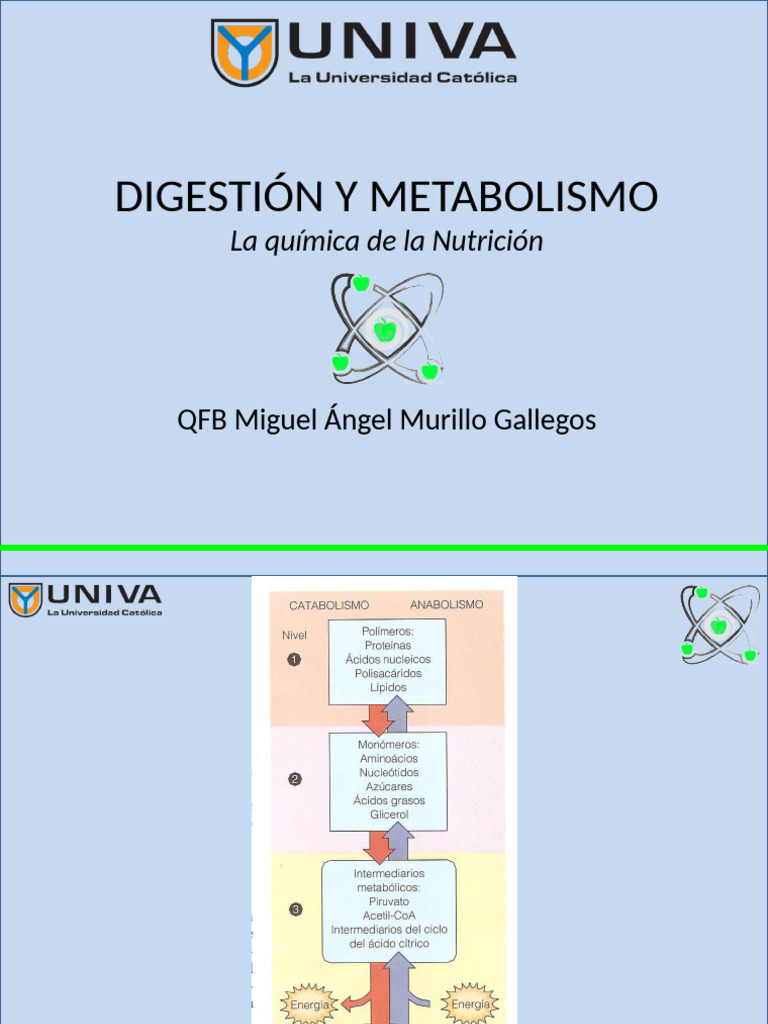 Digestión y Metabolismo | PDF