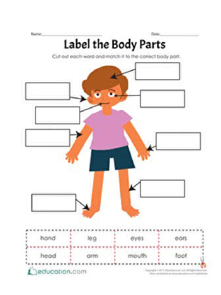 body parts ws | PDF