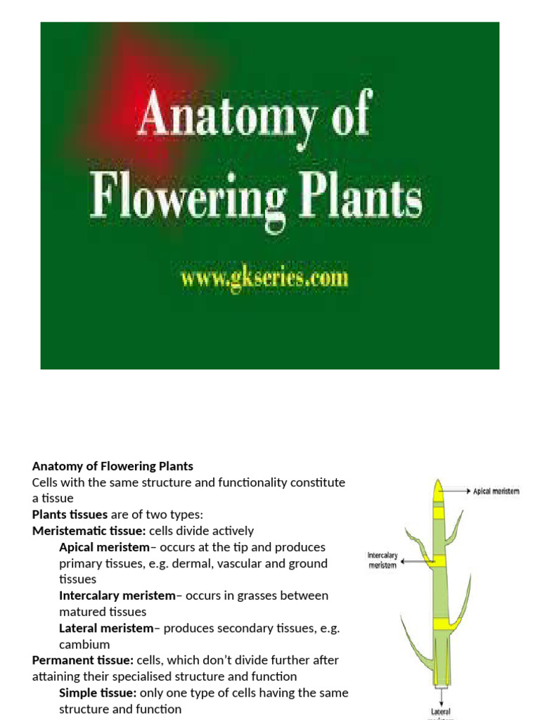 Anatomy of Flowering Plants | PDF