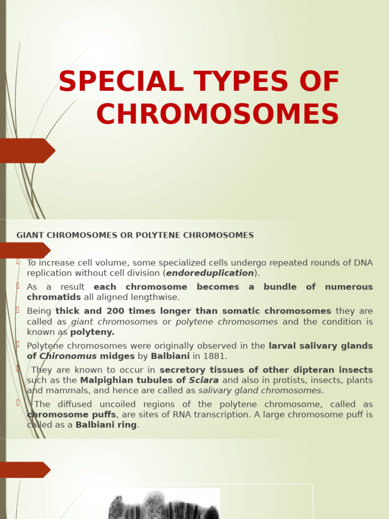 Special Types of Chromosomes | PDF