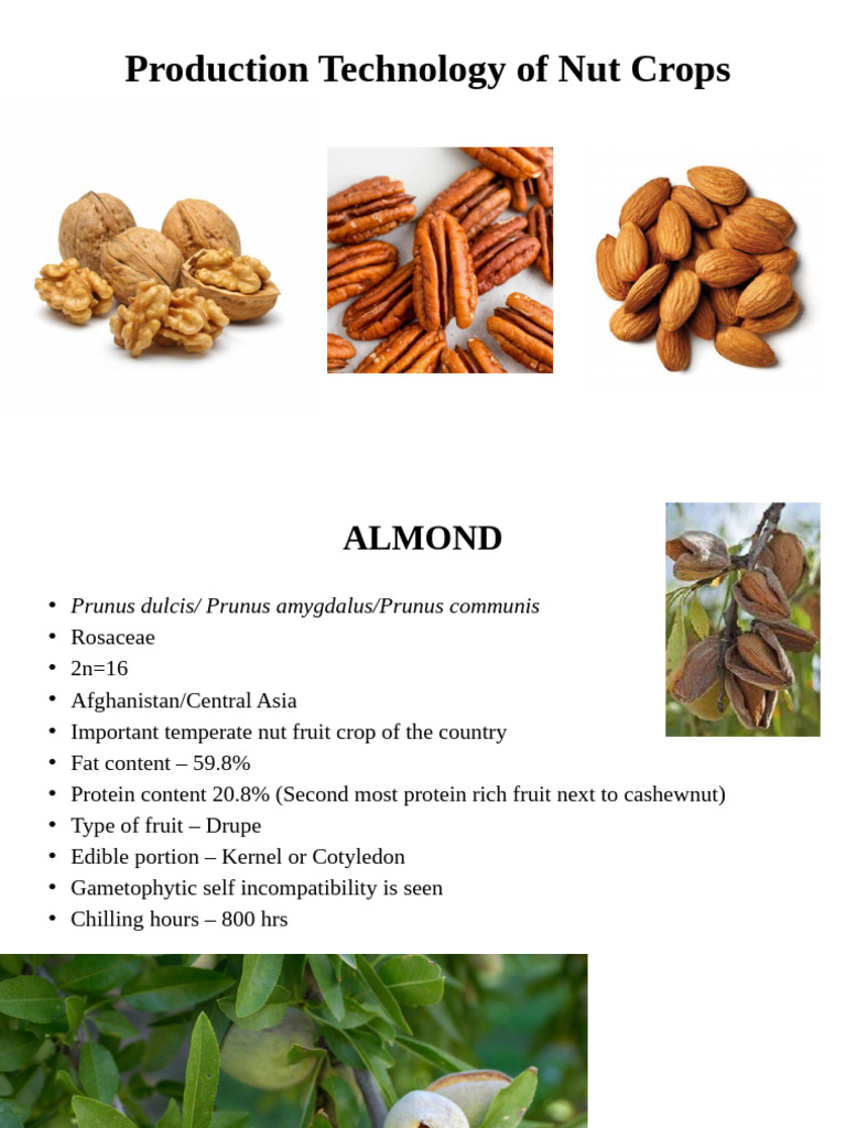 Nuts | PDF