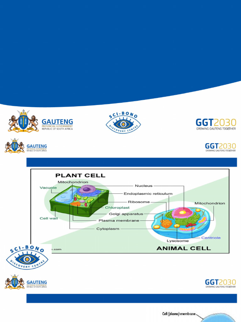 Life Sciences Gr.10 Lesson 32 The Cell (Cytoplasm) | PDF