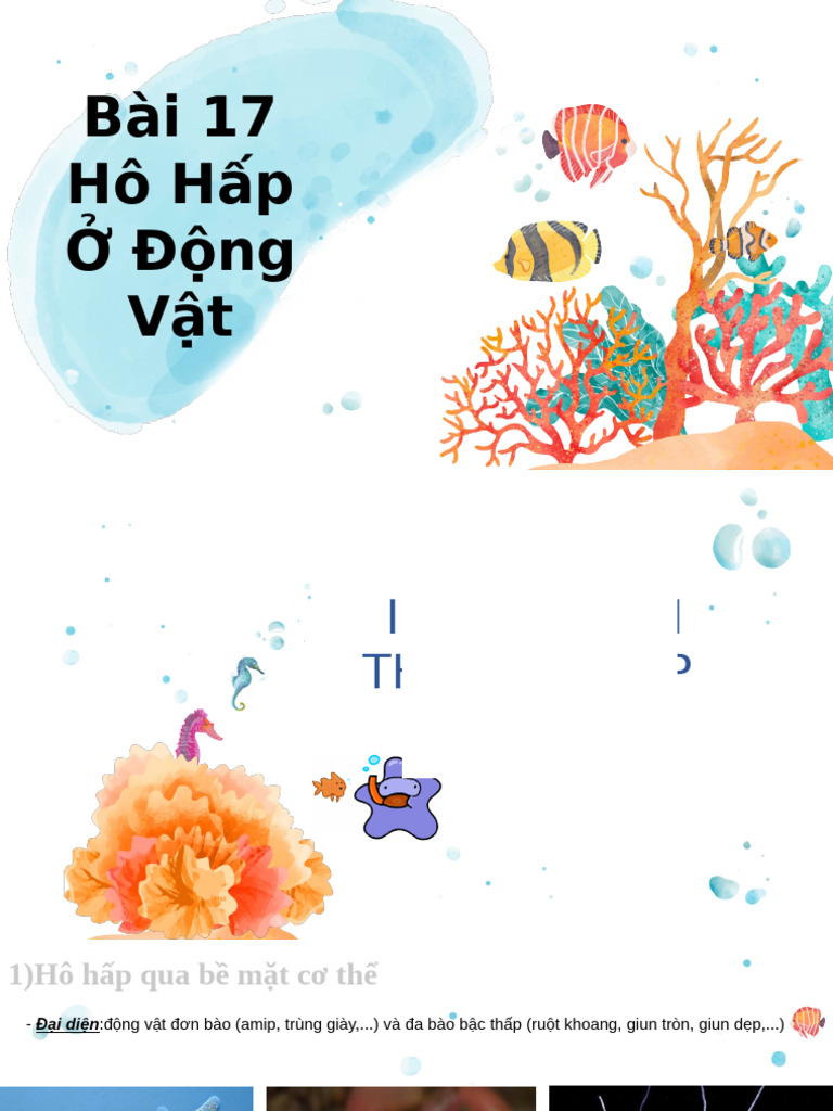 Bai 17 Ho Hap o Dong Vat 2 | PDF