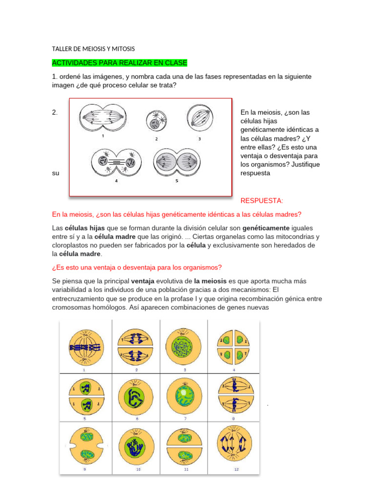 Taller de Meiosis y Mitosis | PDF | Biology