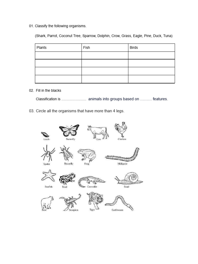 Classification Homework | PDF | History