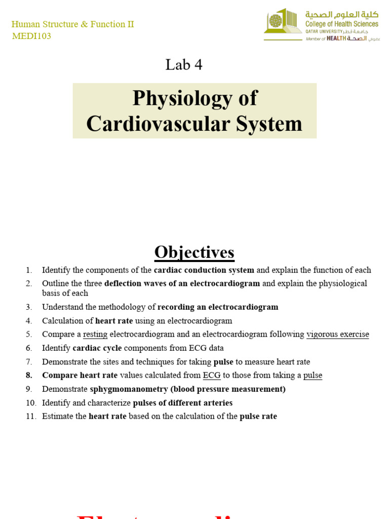 Lab 4- Physiology of Cardiovascular System | PDF