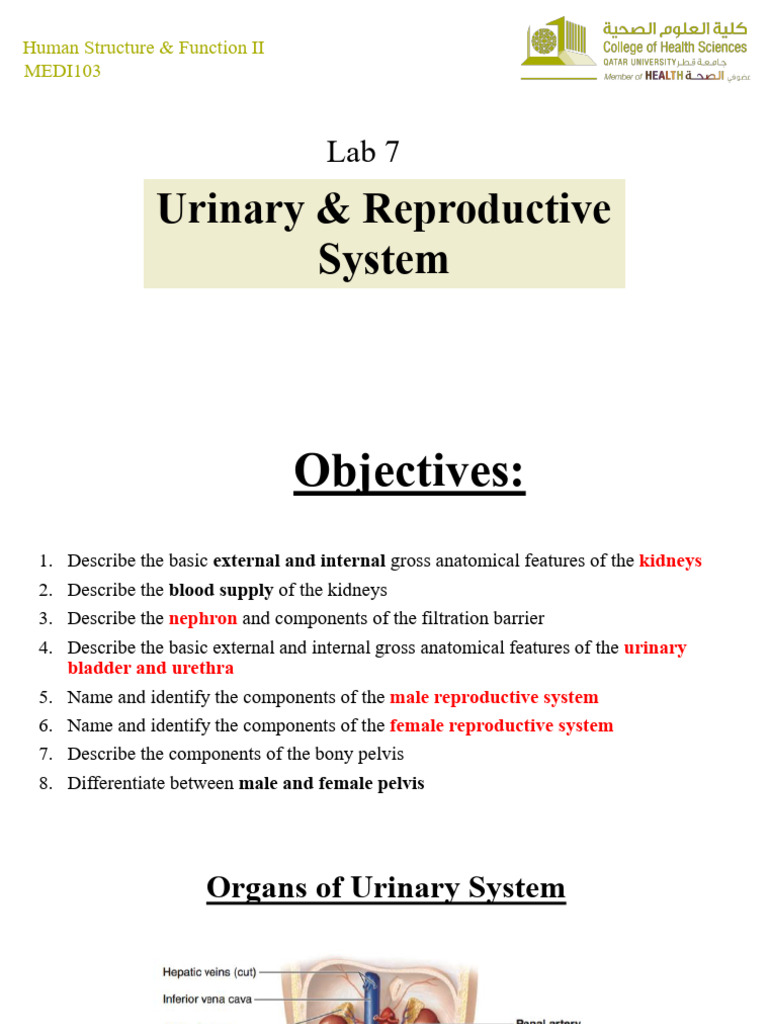 Lab 7 - Urinary & Reproductive Systems | PDF