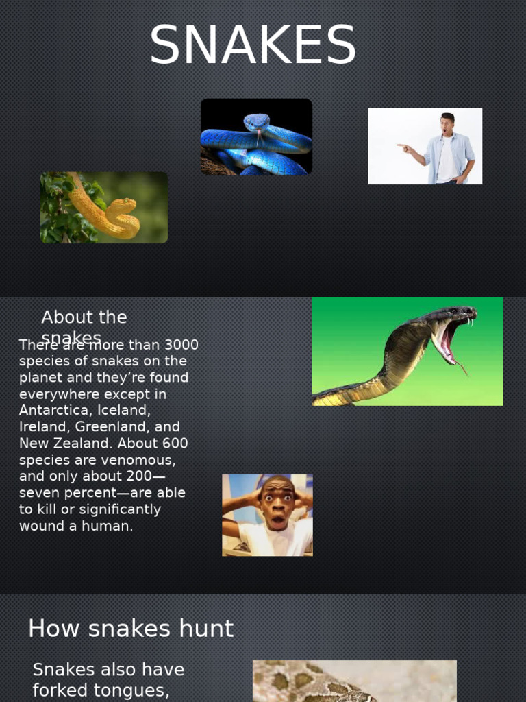 Snake presentation | PDF