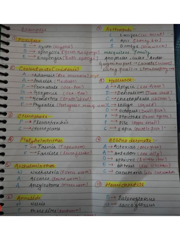 Animal Kingdom Notes | PDF