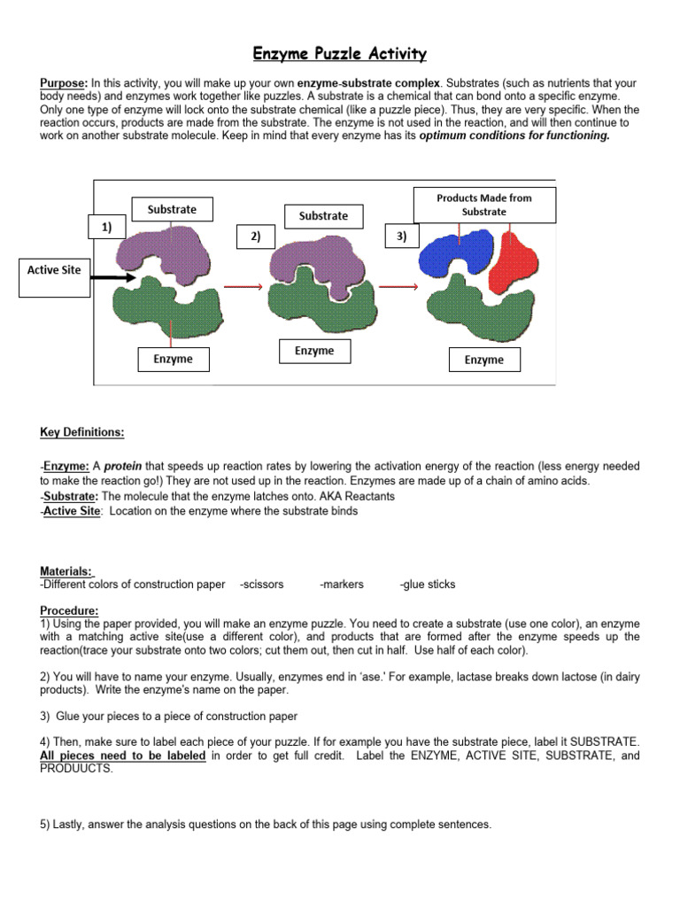 Enzyme Puzzle Activity | PDF