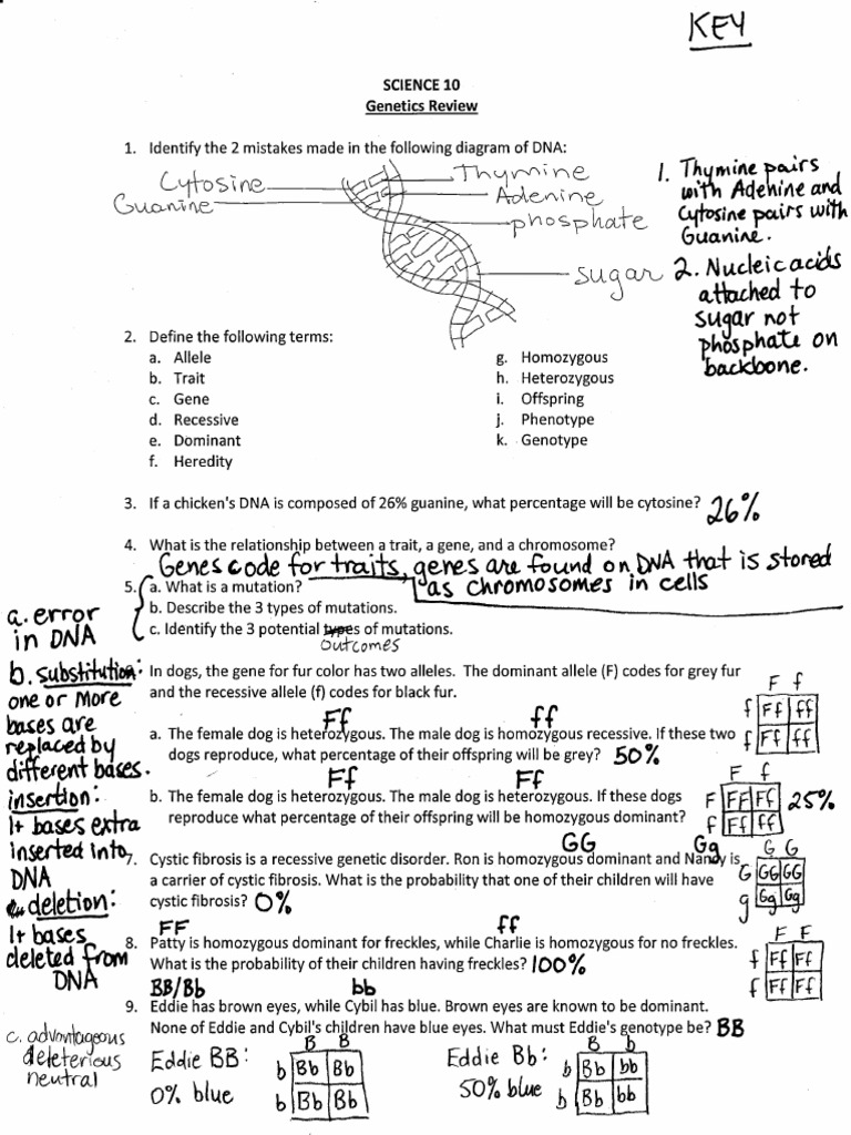 Worksheet - Genetics Review - Key | PDF