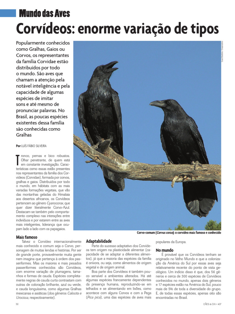 AVES | PDF
