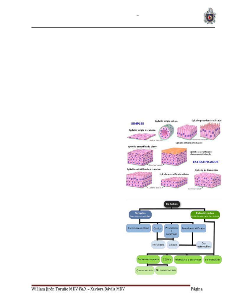 Guía Prac 4 Citohisto - Epitelio Revestimiento 2024 | PDF