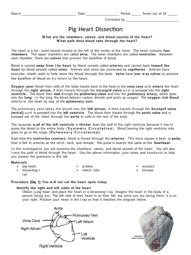 Pig Heart Dissection | PDF