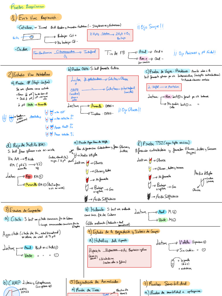 Micro Esquemas t6 | PDF