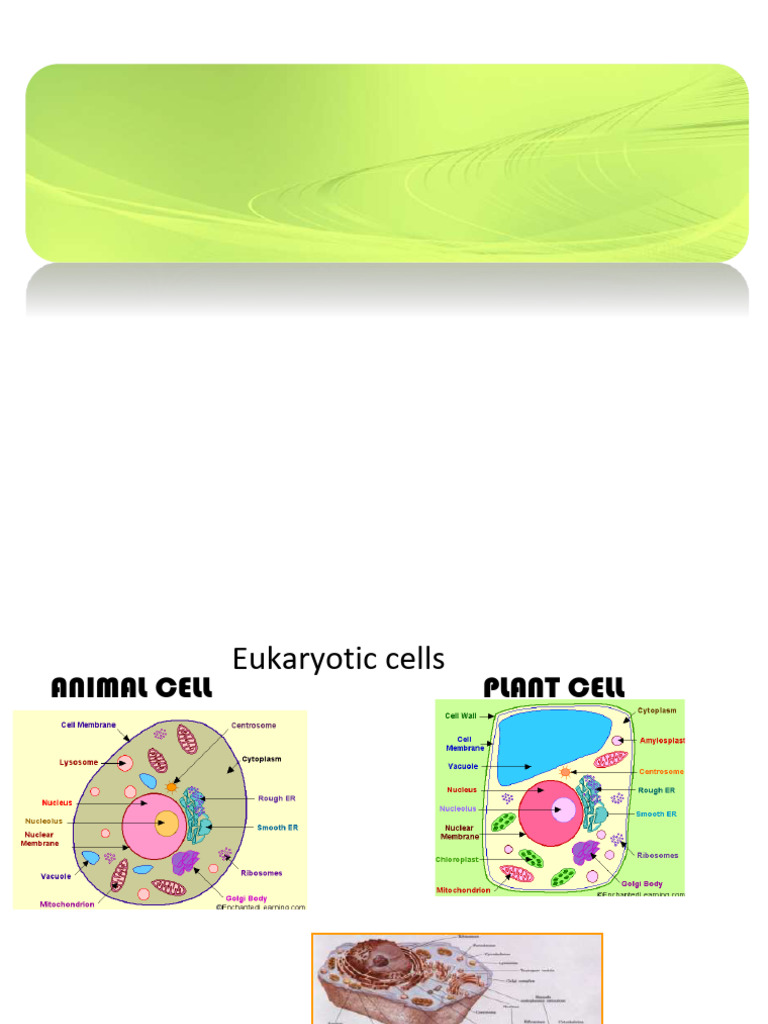 Microbial Cell Structure III - PPT - Lecture 5 | PDF | Endoplasmic Reticulum | Secretion