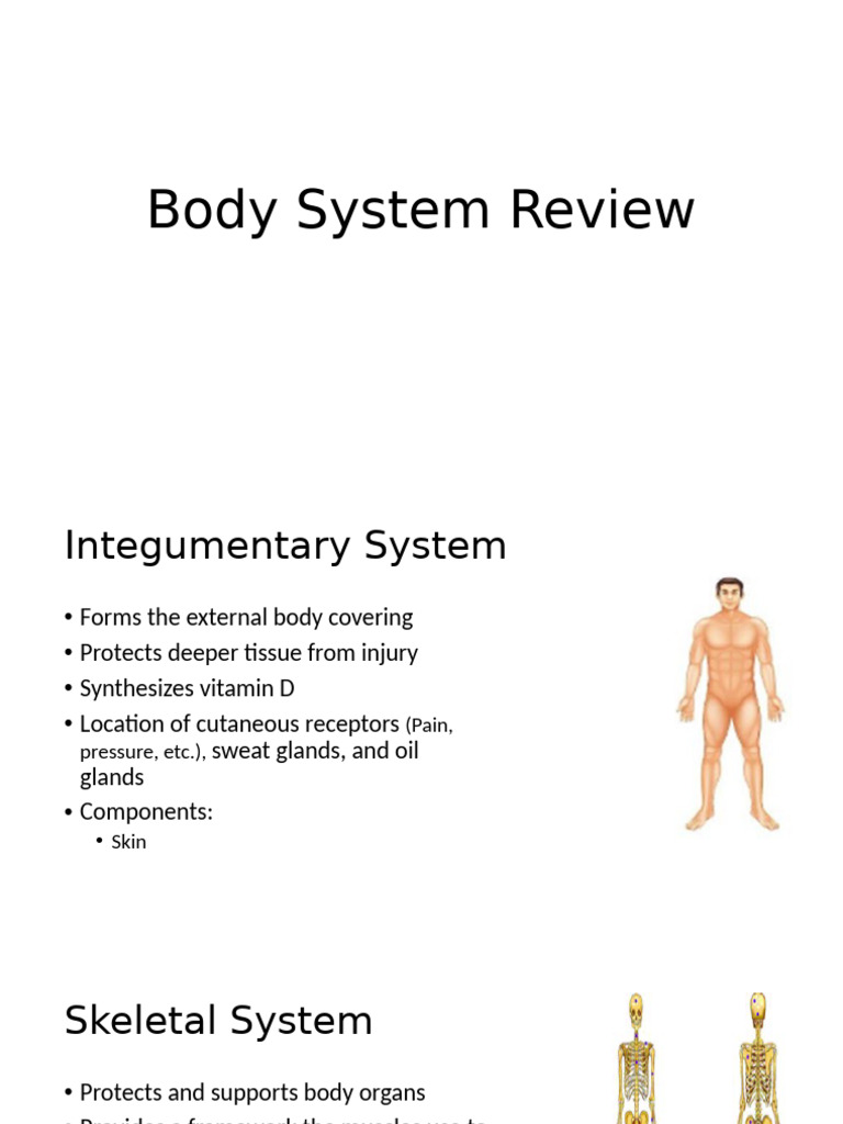Body System Review | PDF