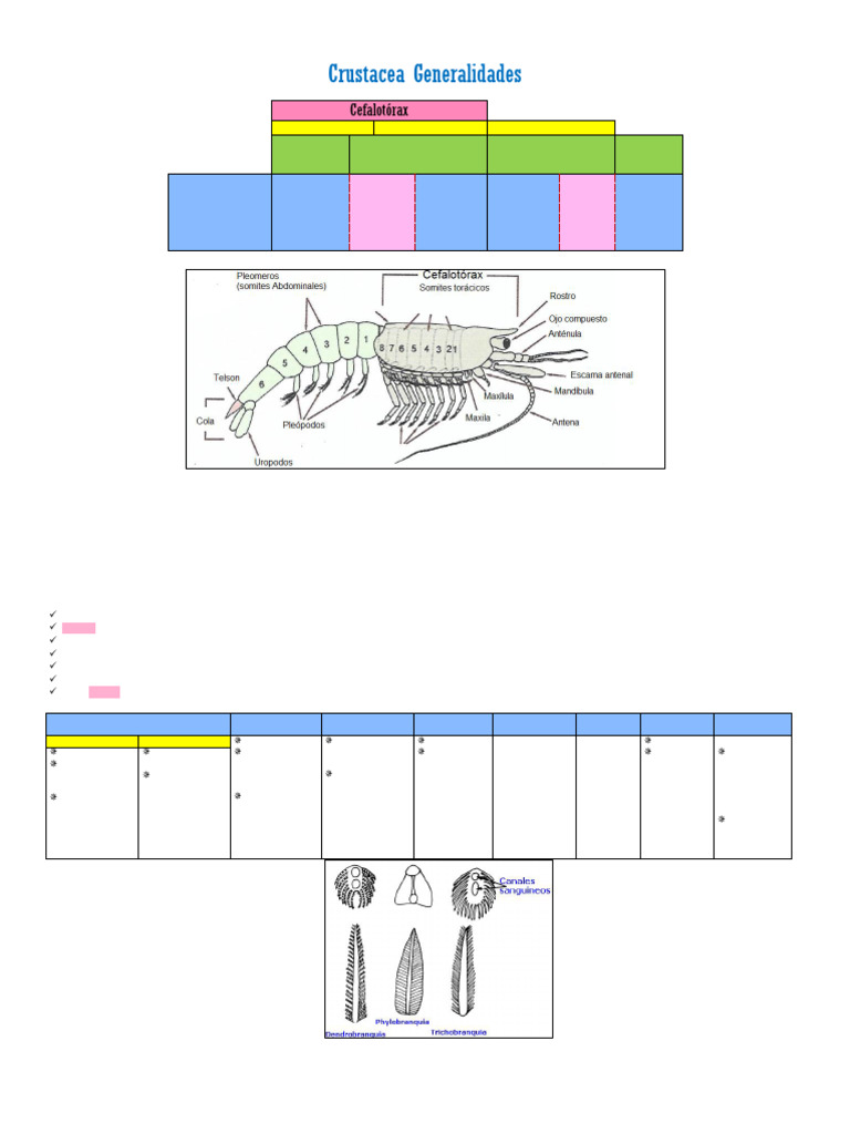 Crustacea 1 | PDF