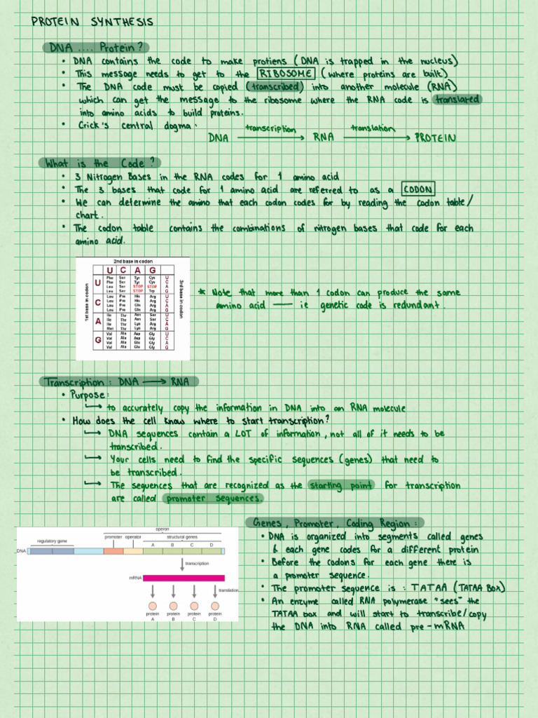 Molecular Genetics Task 2 | PDF