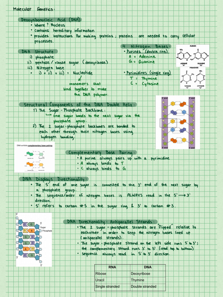 Molecular Genetics Task 1 | PDF