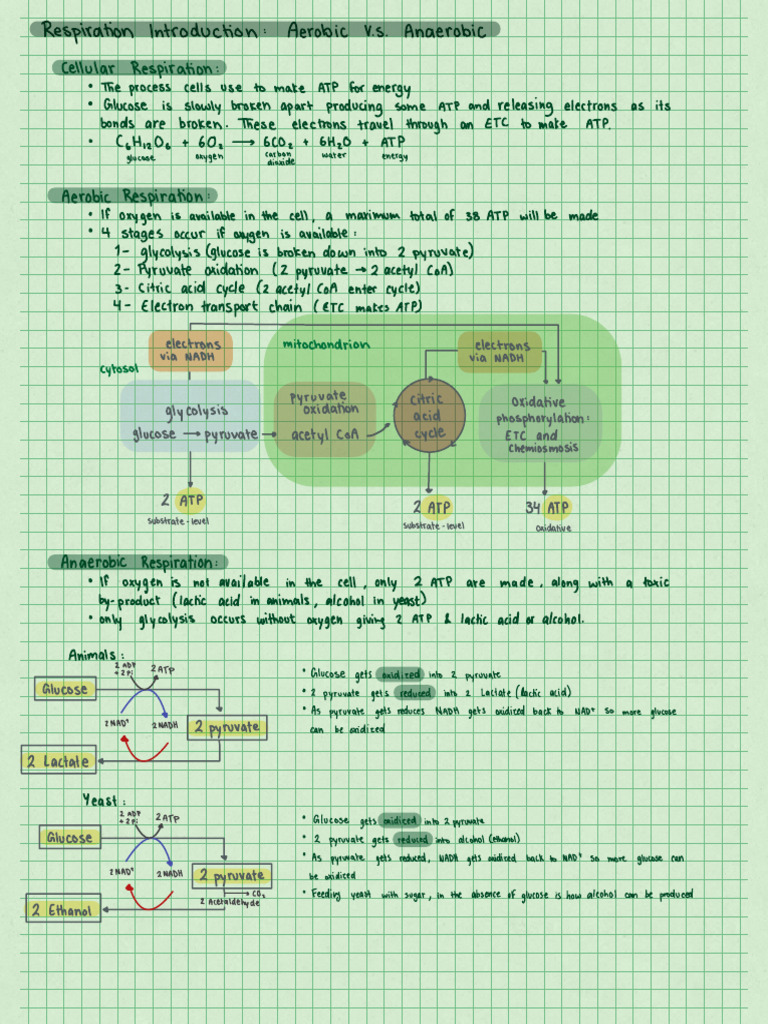 Metabolism Task 2 | PDF