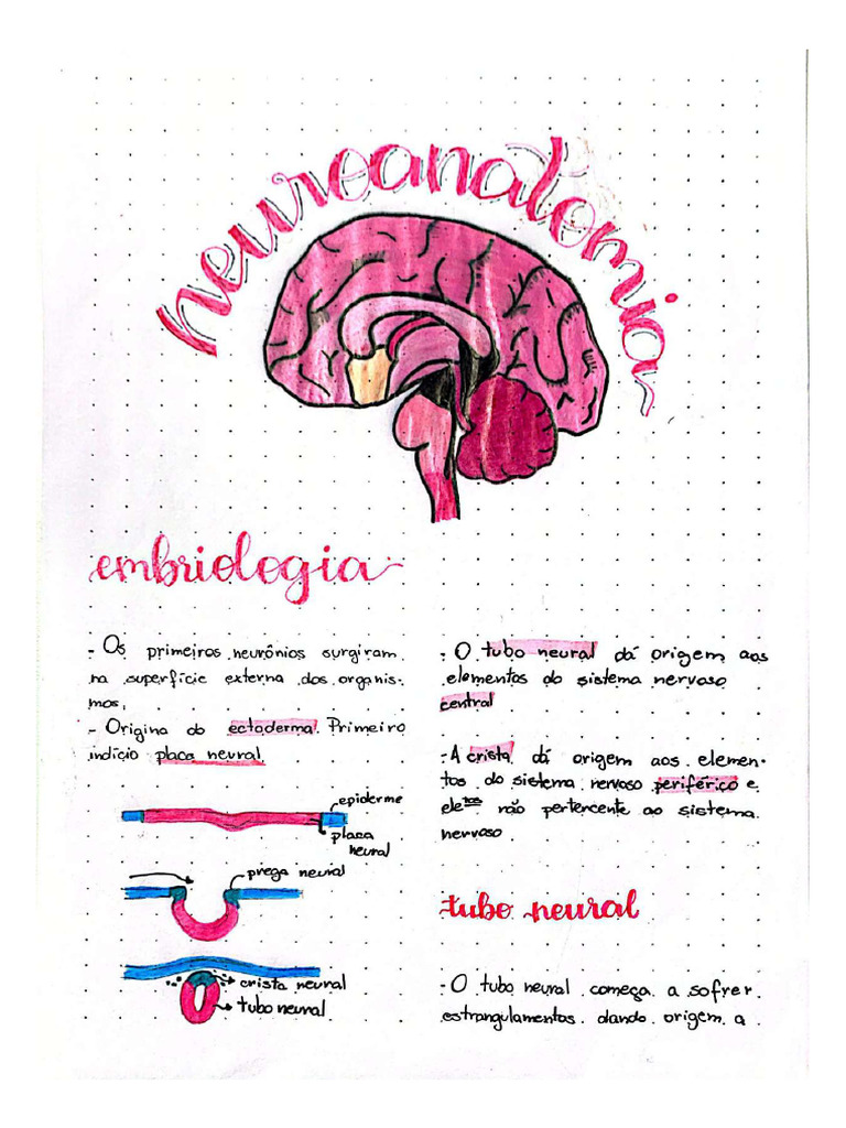Resumo Neuro | PDF