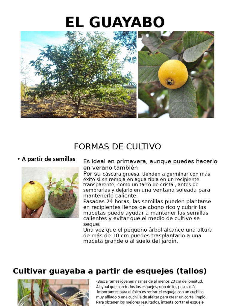 El Guayabo | PDF