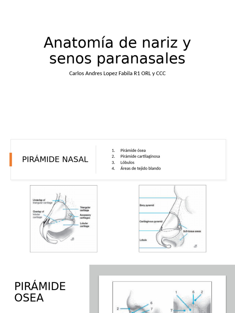 Anatomia Nariz y Senos Paranasales | PDF