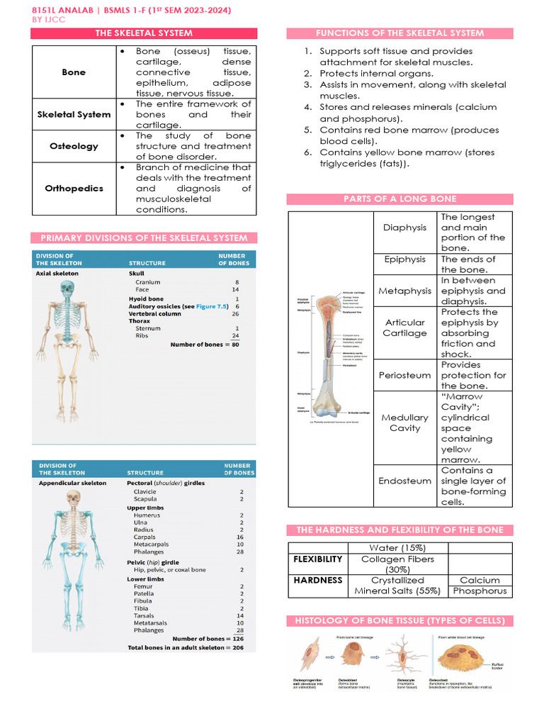 3 Skeletal System | PDF