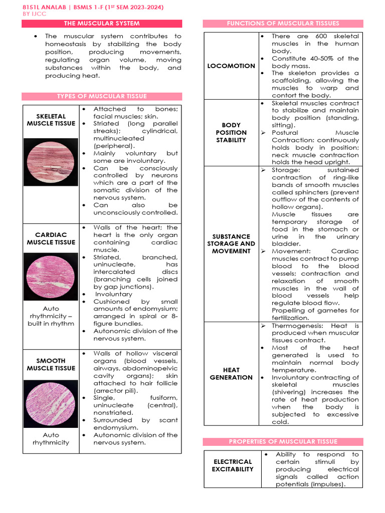 4 Muscular System | PDF
