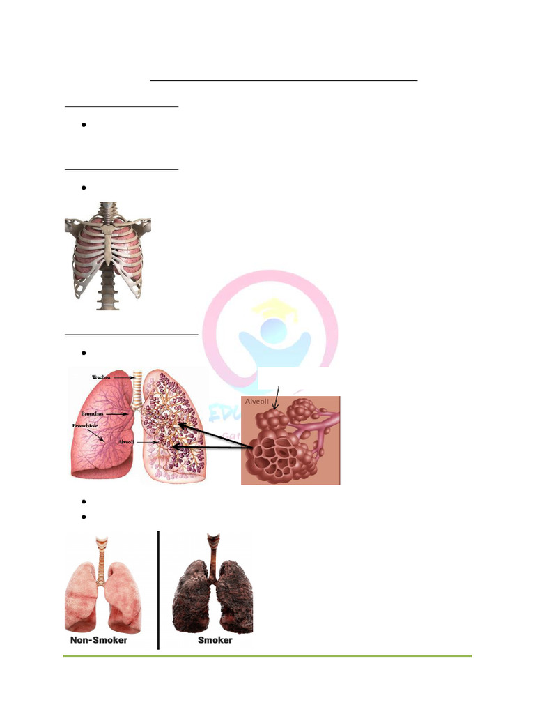 Unit 1.4 - The Lungs and Breathing-Note | PDF