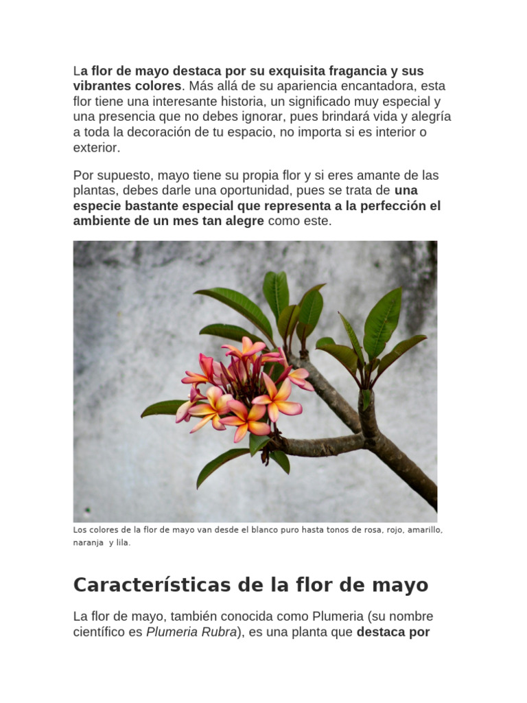 La Flor de Mayo | PDF | Flores | Hogar, jardinería y bricolaje