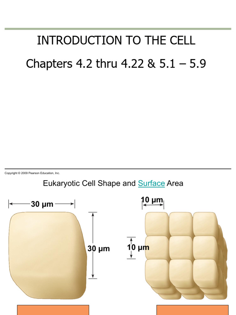 HVA Fall 2023 Cell Bio Surf Area Then Organelles Fall 2021 | PDF ...