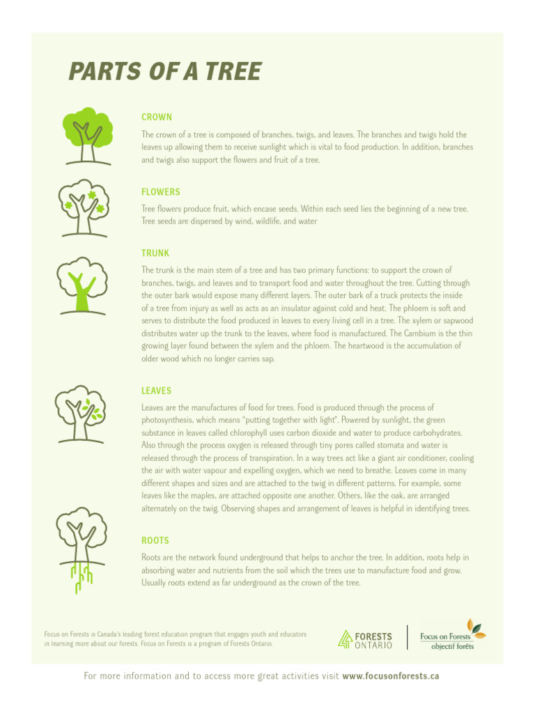 Parts of A Tree | PDF