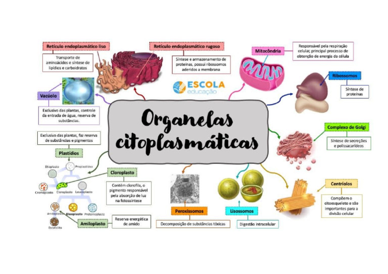 Mapa Organelas | PDF