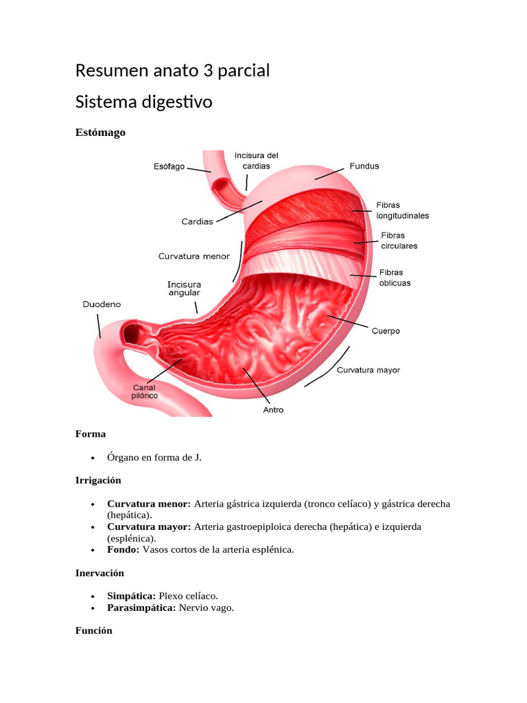 Resumen Anato 3 Parcial | PDF