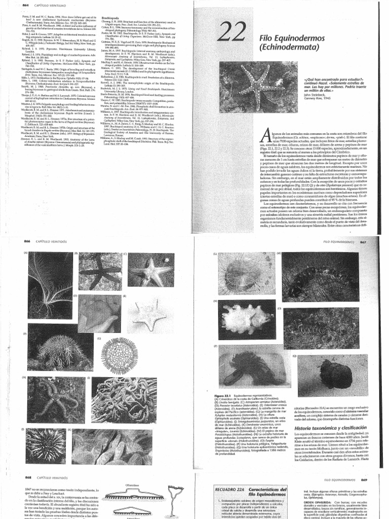 Tema 12 - Equinodermos (Brusca) | PDF